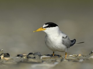 Least Tern - eBird