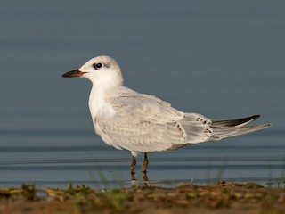 Gull-billed Tern - eBird