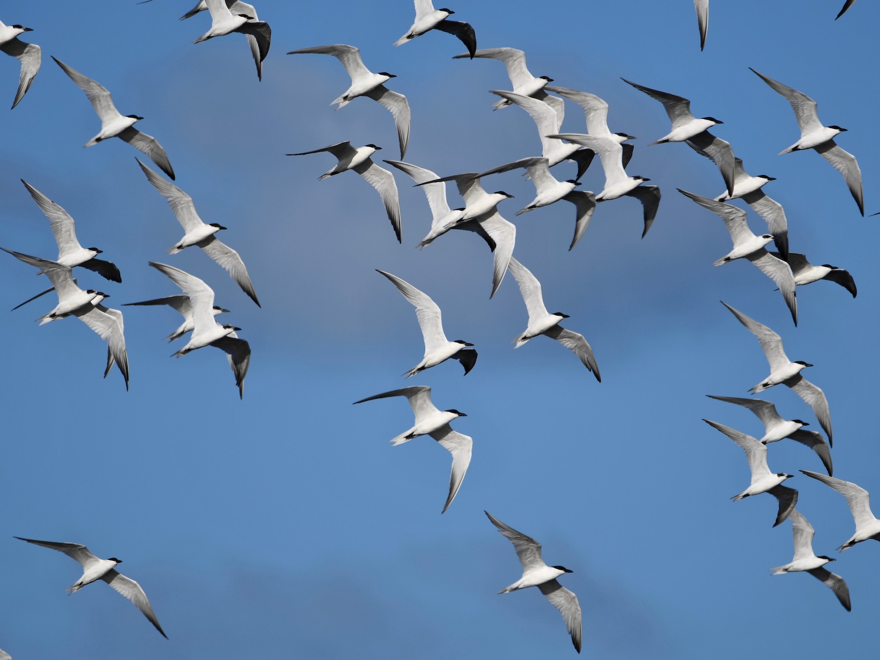 Gull-billed Tern - eBird