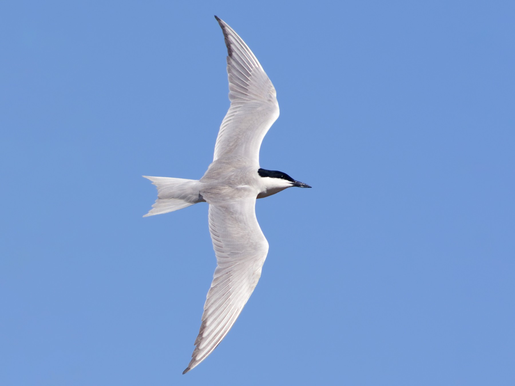 Gull-billed Tern - eBird