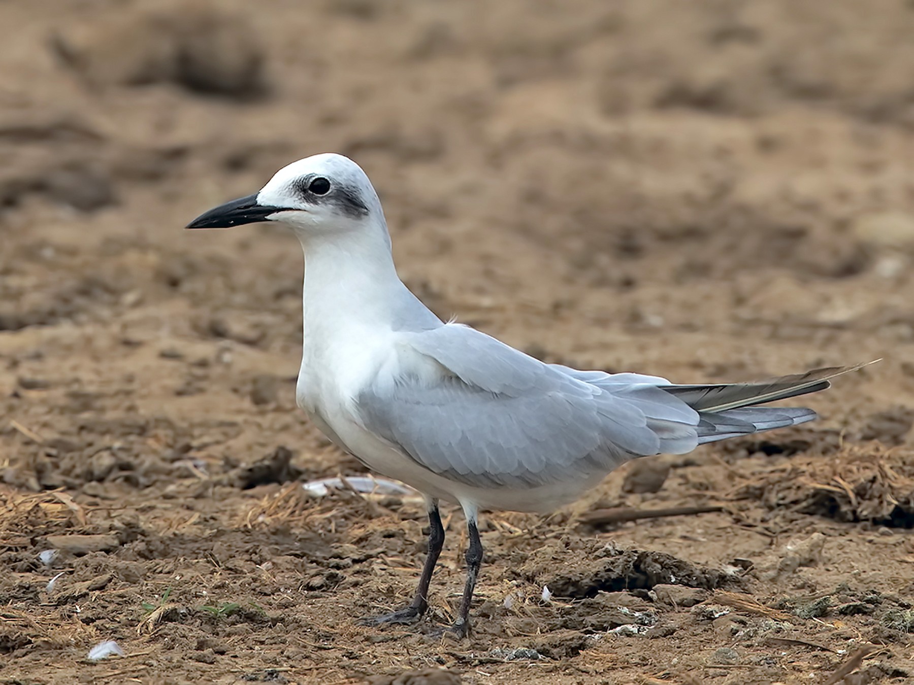 Gull-billed/Australian Tern - eBird