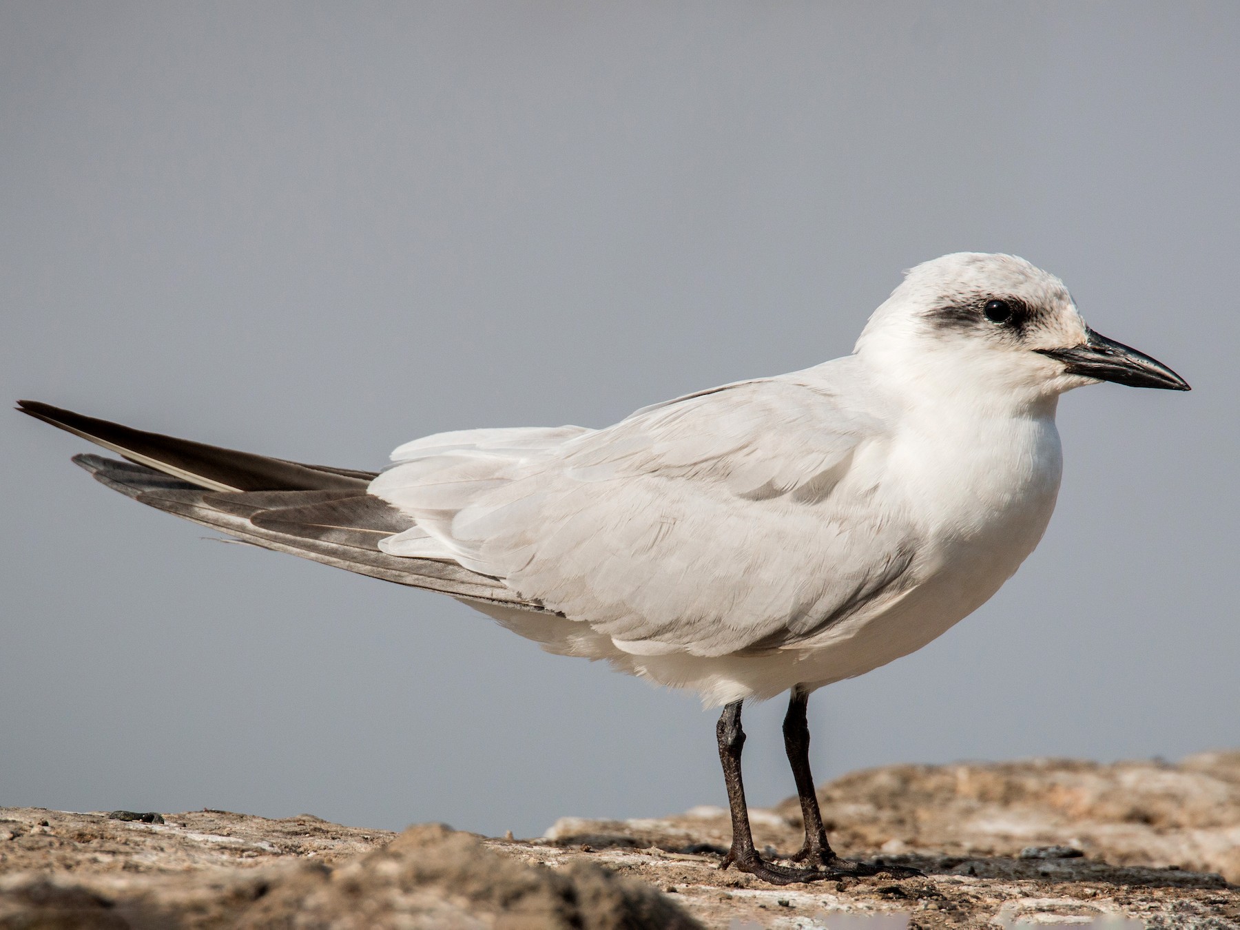 Gull-billed Tern - eBird