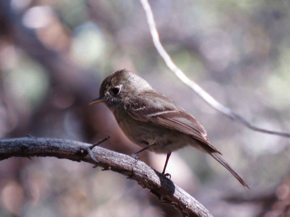 eBird Checklist - 3 Jul 2016 - stakeout Pine Flycatcher, Aliso Spring ...