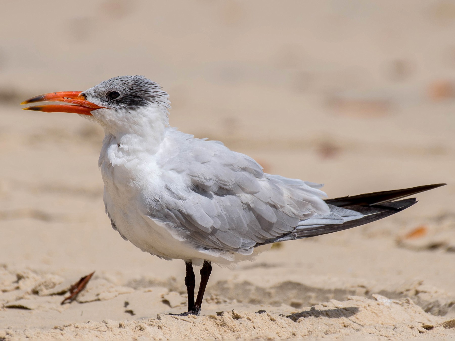 Caspian Tern - eBird