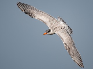Caspian Tern - eBird