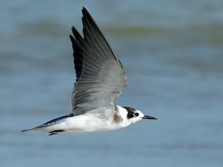 Black Tern - eBird