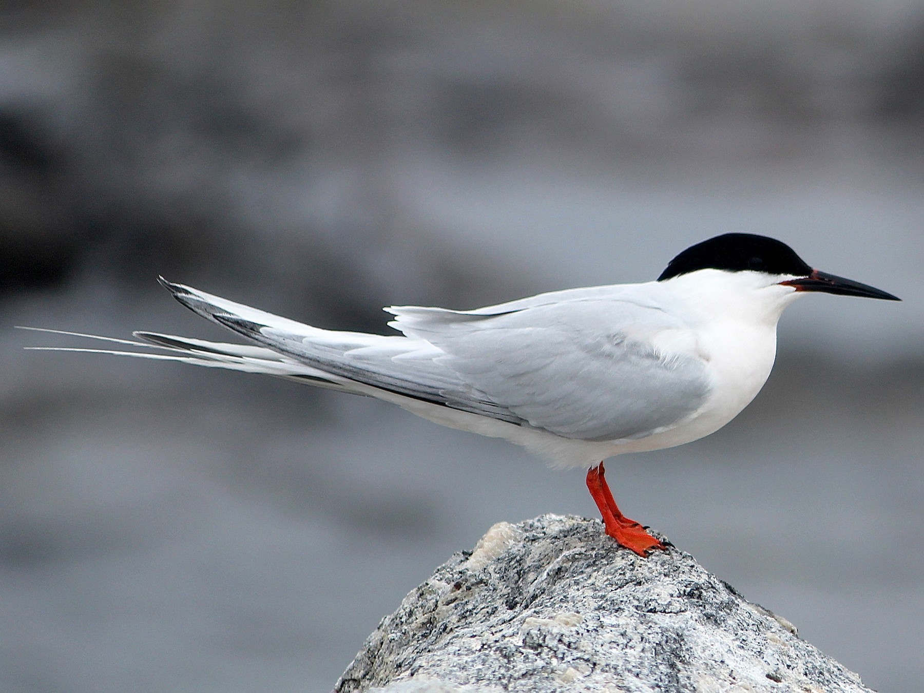 Roseate Tern - eBird