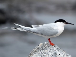 Roseate Tern - eBird