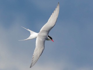 Arctic Tern - eBird