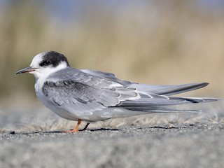 Arctic Tern - eBird