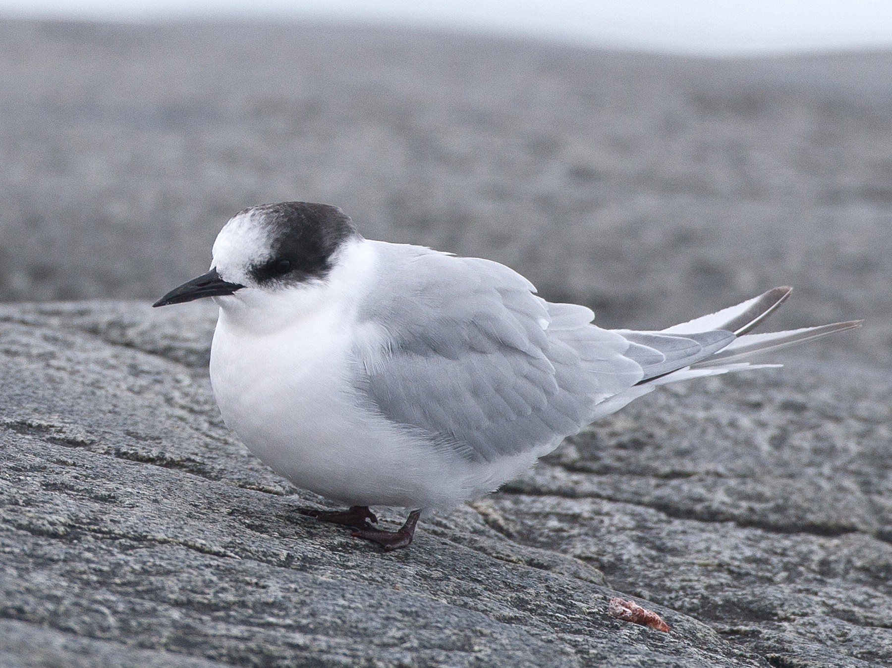 Arctic Tern - eBird