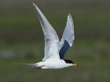 Forster's Tern - Range map: Non-breeding - eBird Status and Trends
