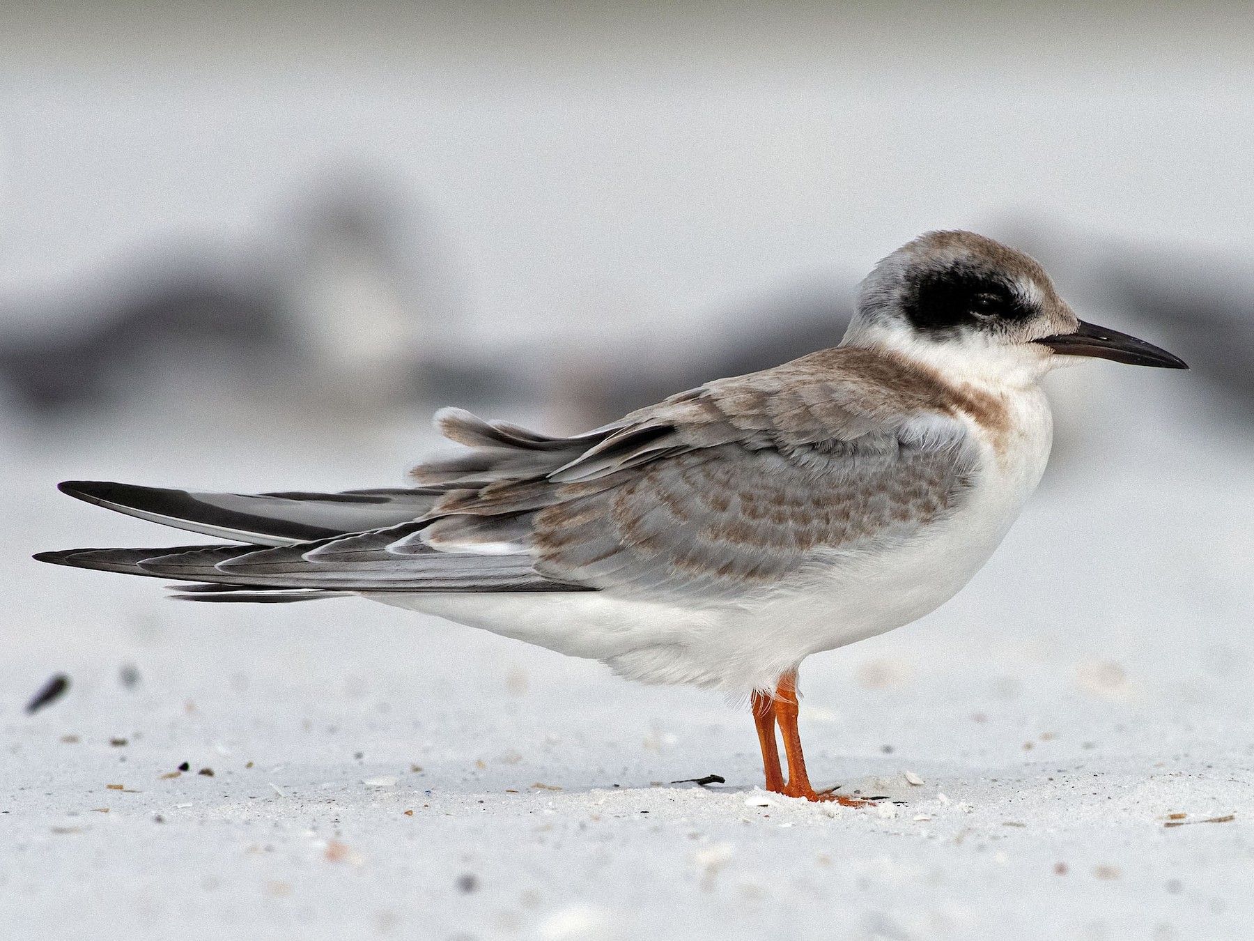 Charrán de Forster - eBird
