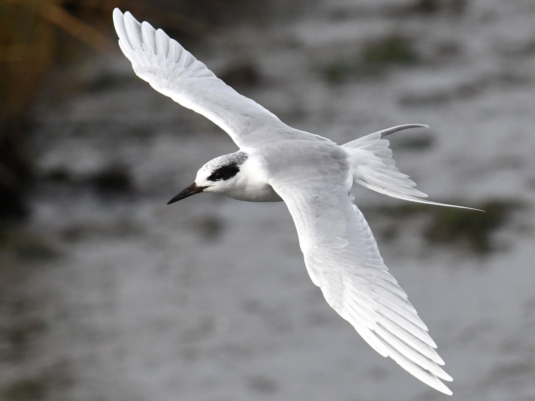 Forster's Tern - eBird