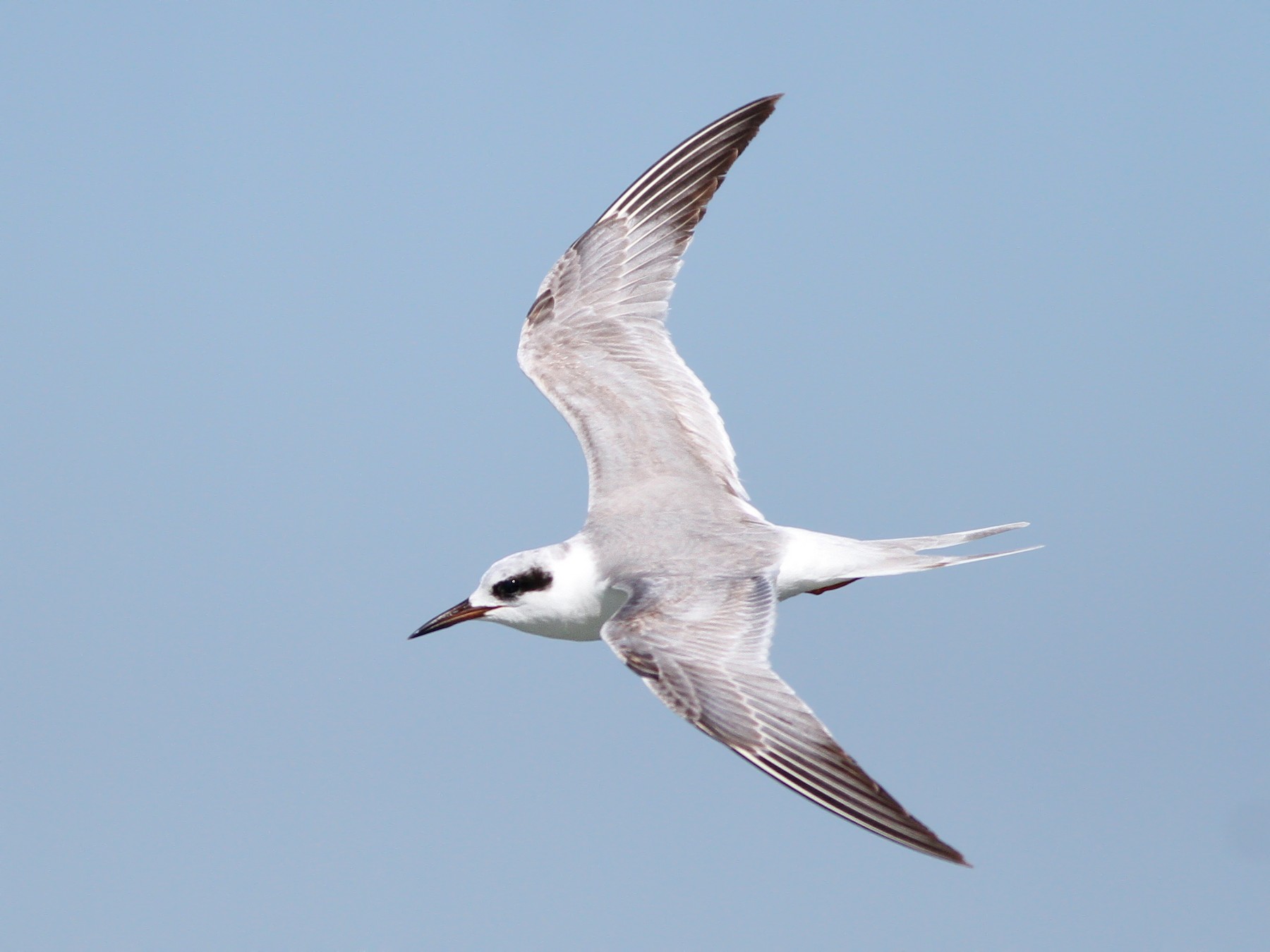 Forster's Tern - eBird