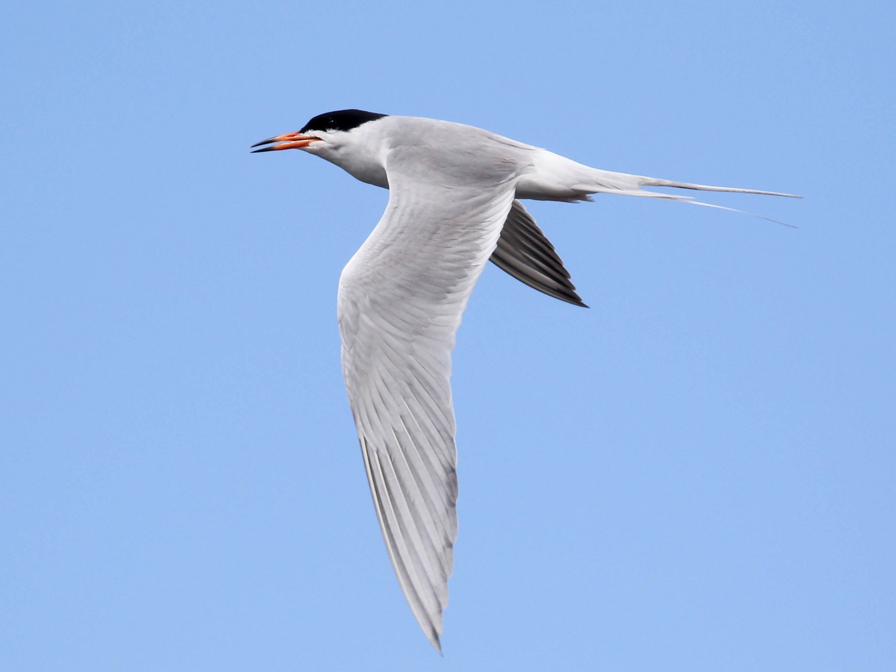 Forster's Tern - eBird