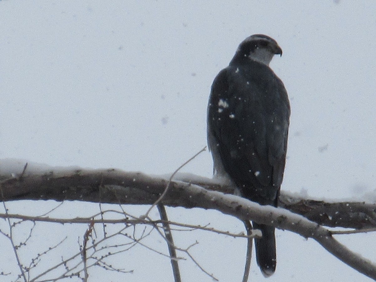 ML308429911 Northern Goshawk Macaulay Library