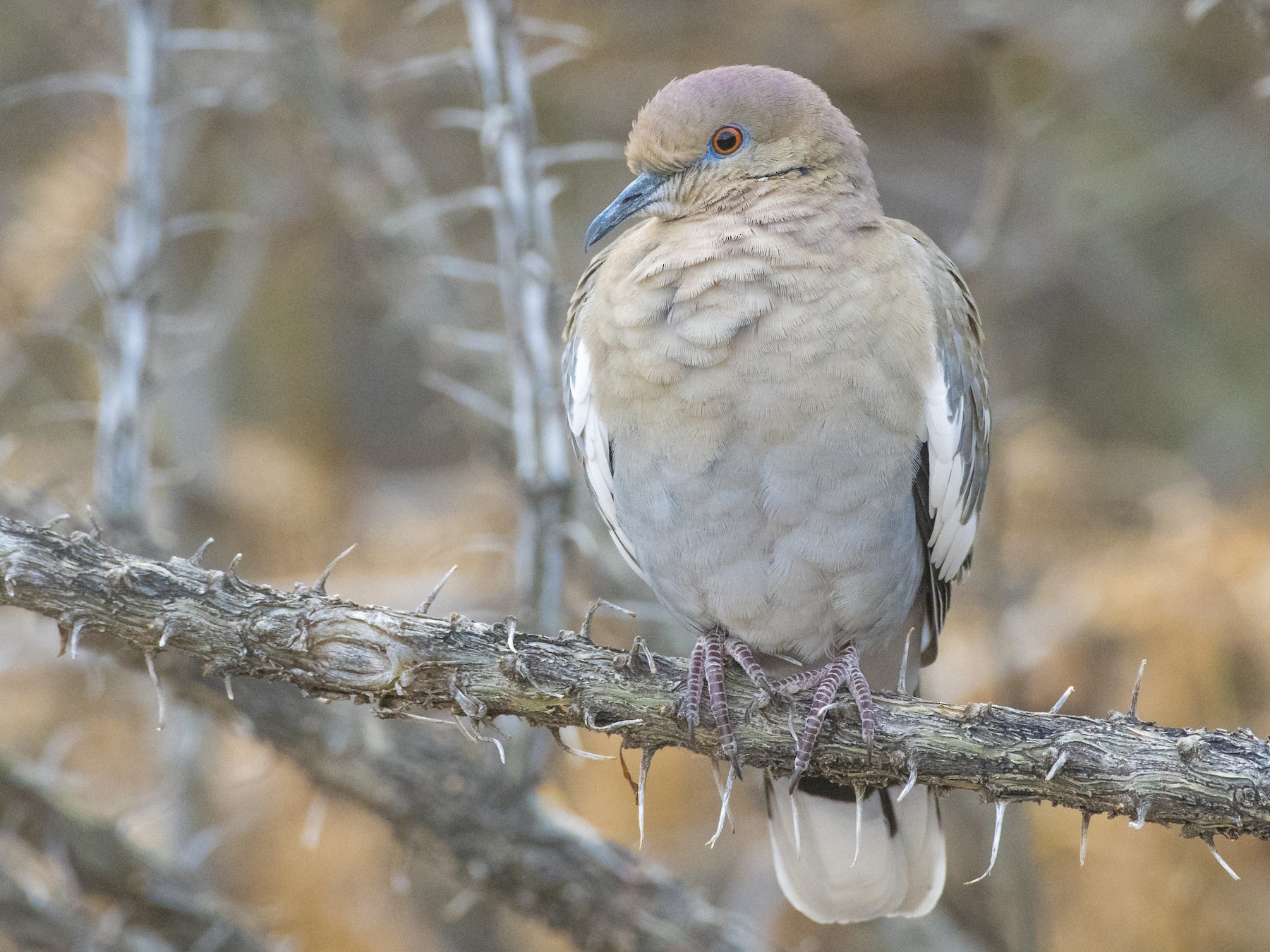 White-winged Dove - eBird