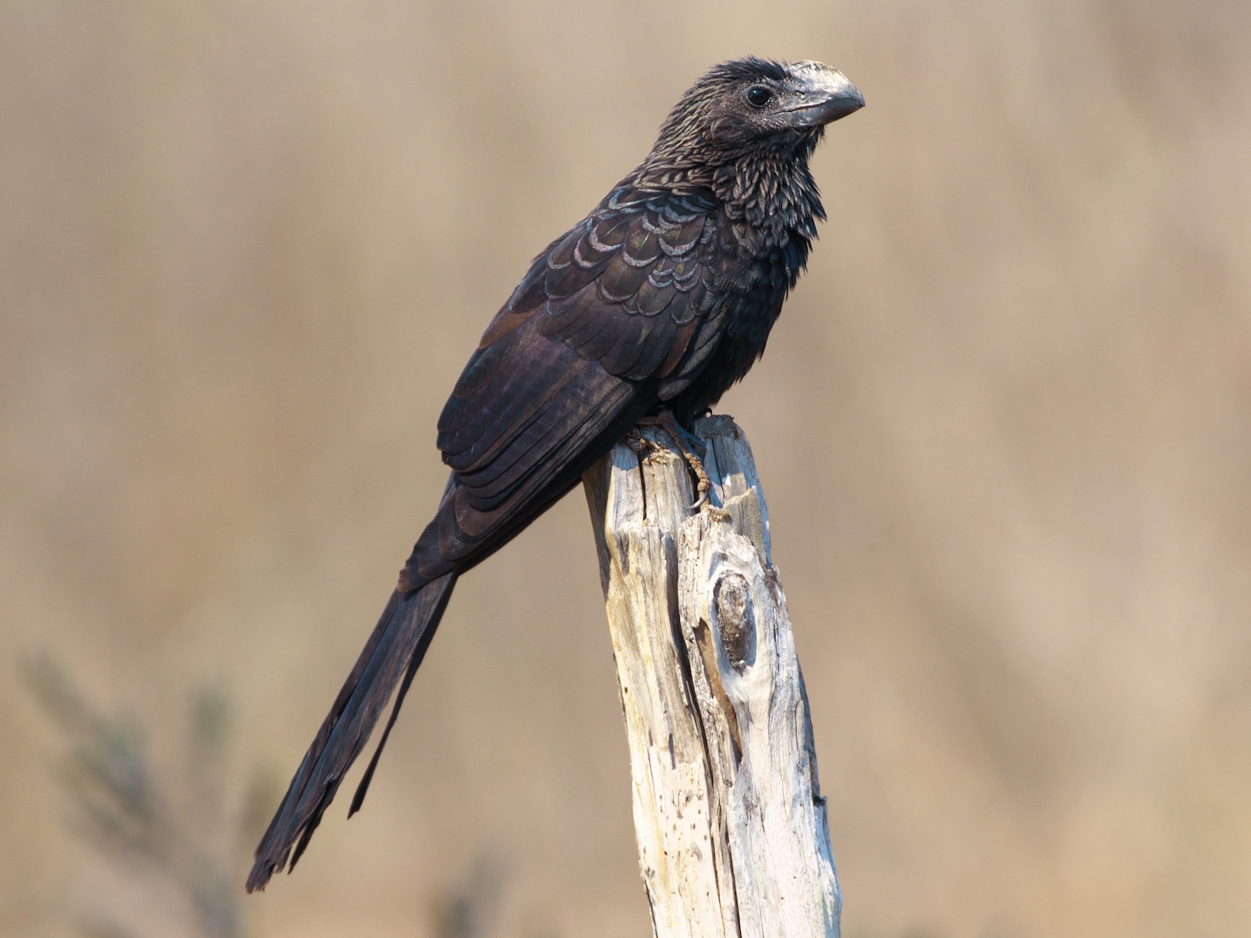 Smooth-billed Ani - eBird