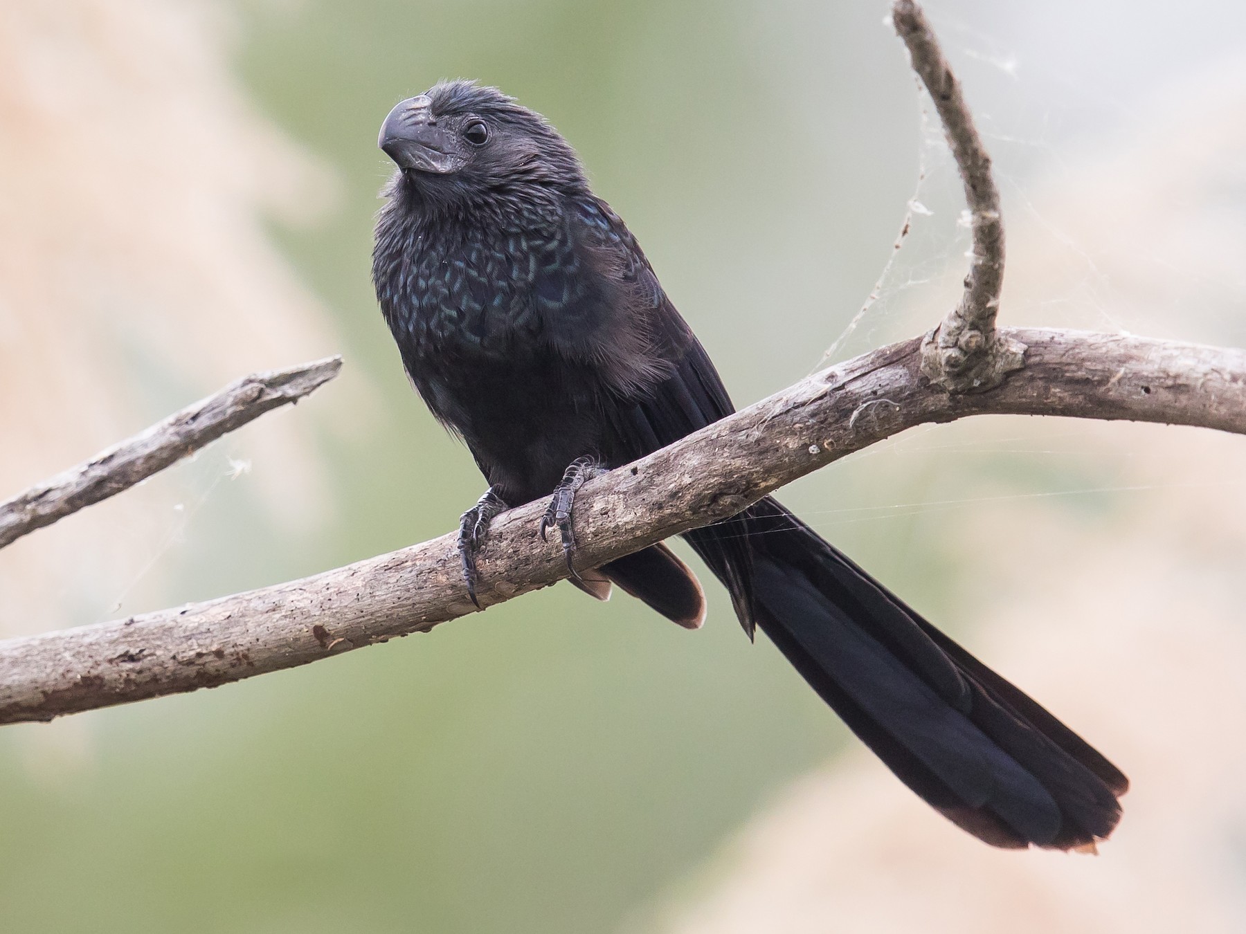 Groove-billed Ani - eBird