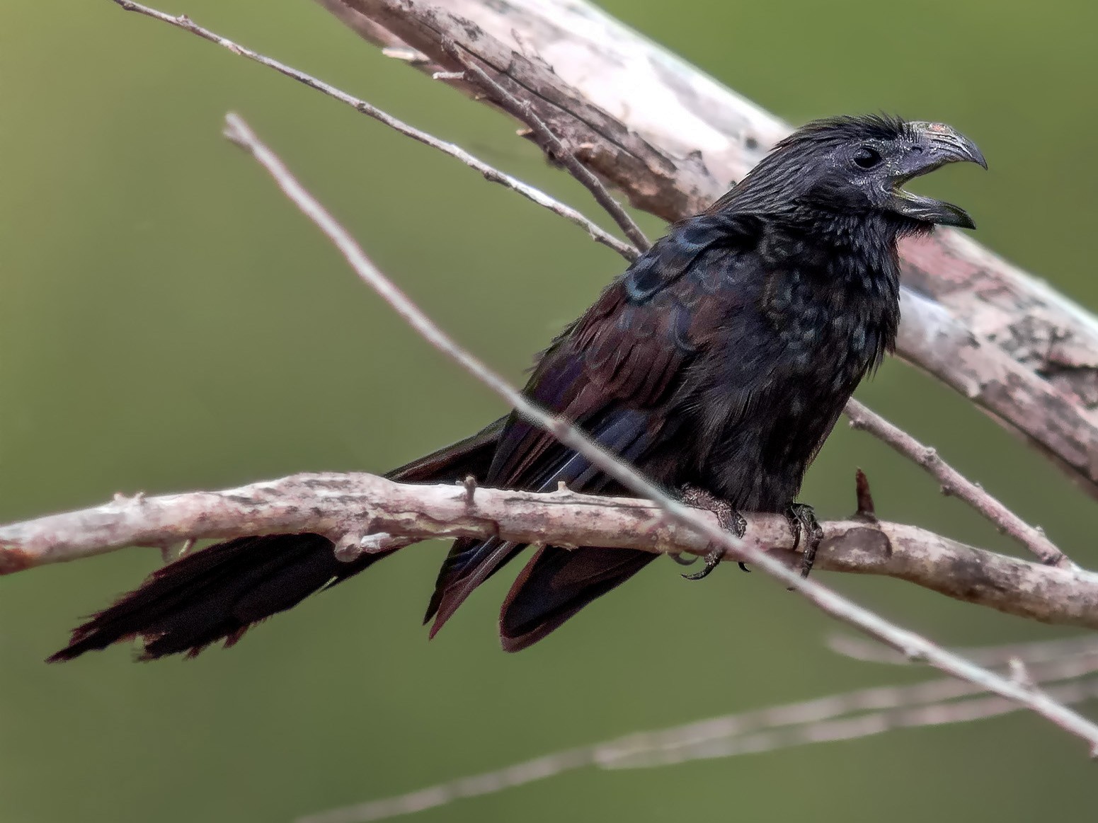 Groove-billed Ani - eBird