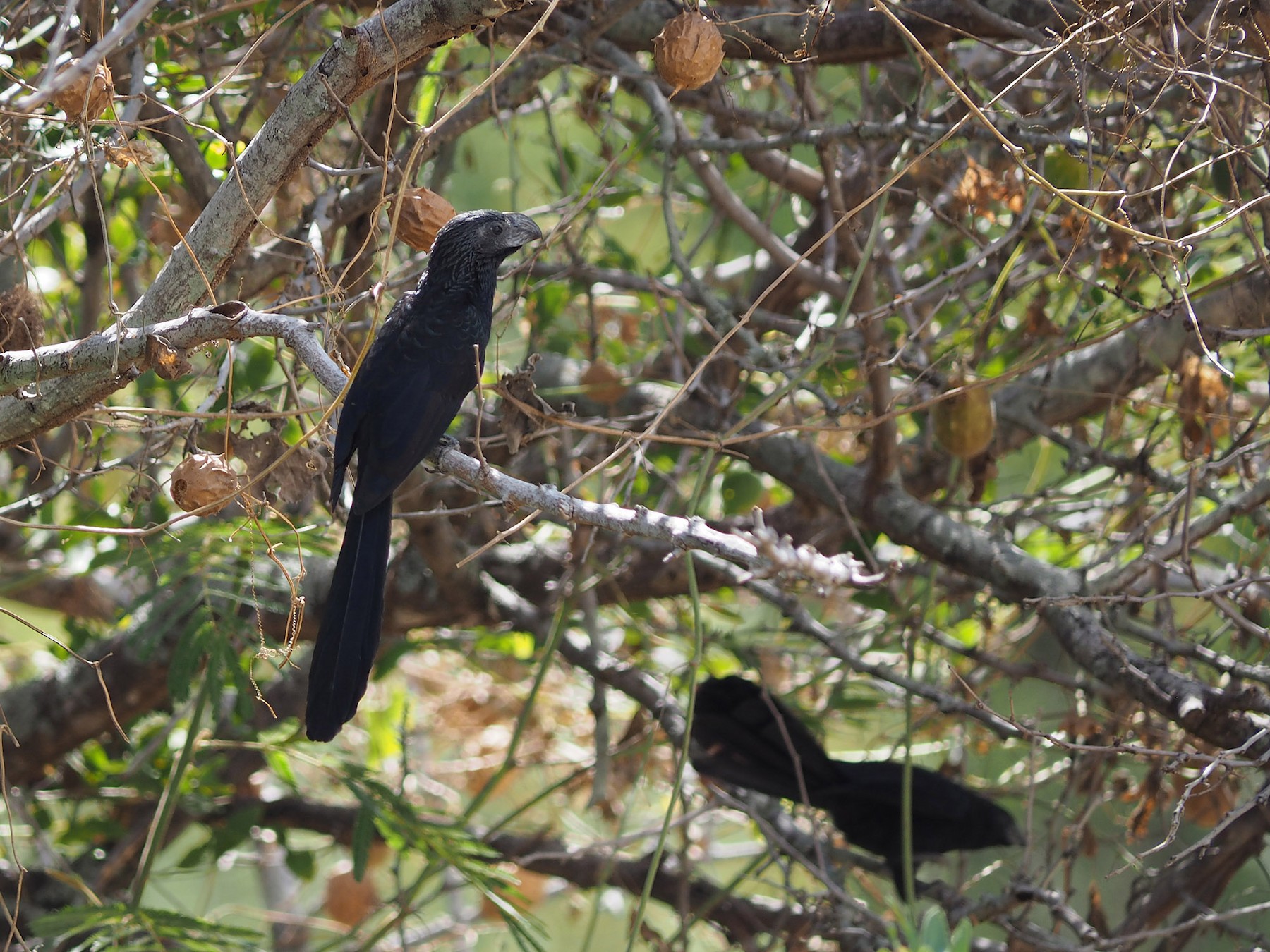 Garrapatero asurcado - eBird