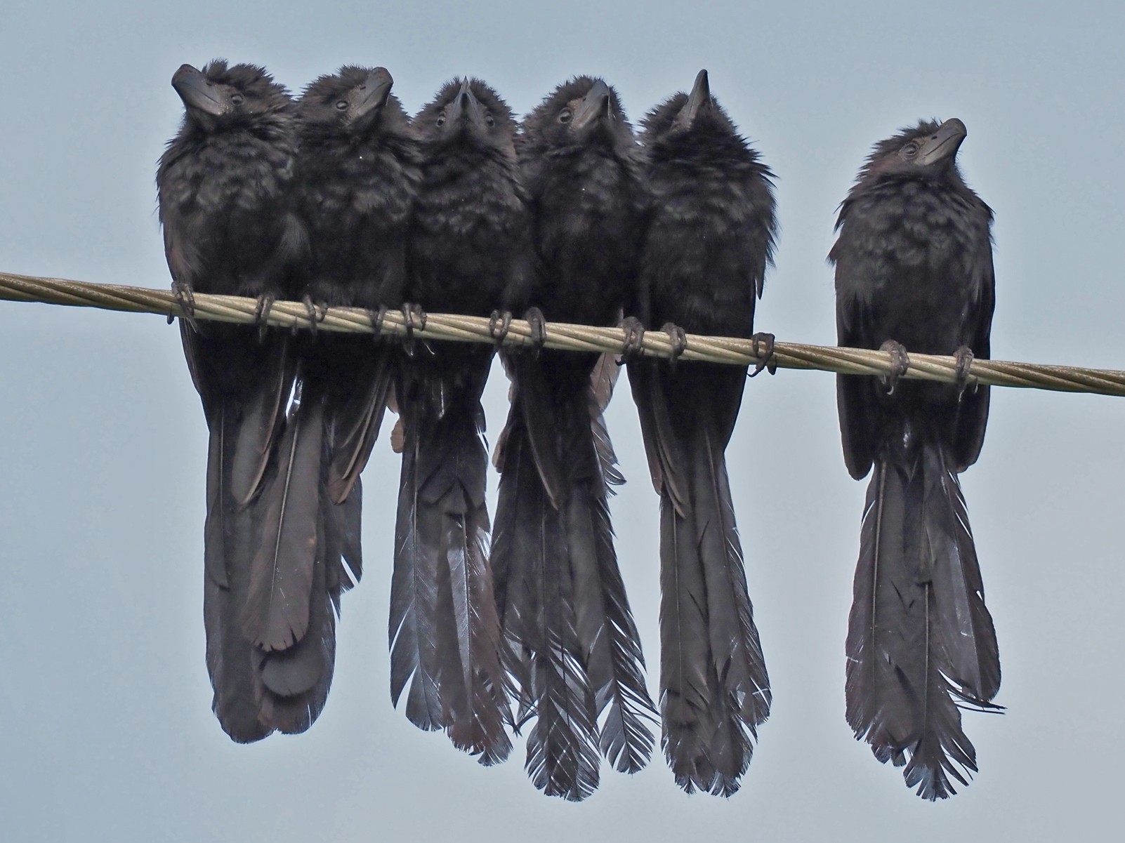 Groove-billed Ani - eBird