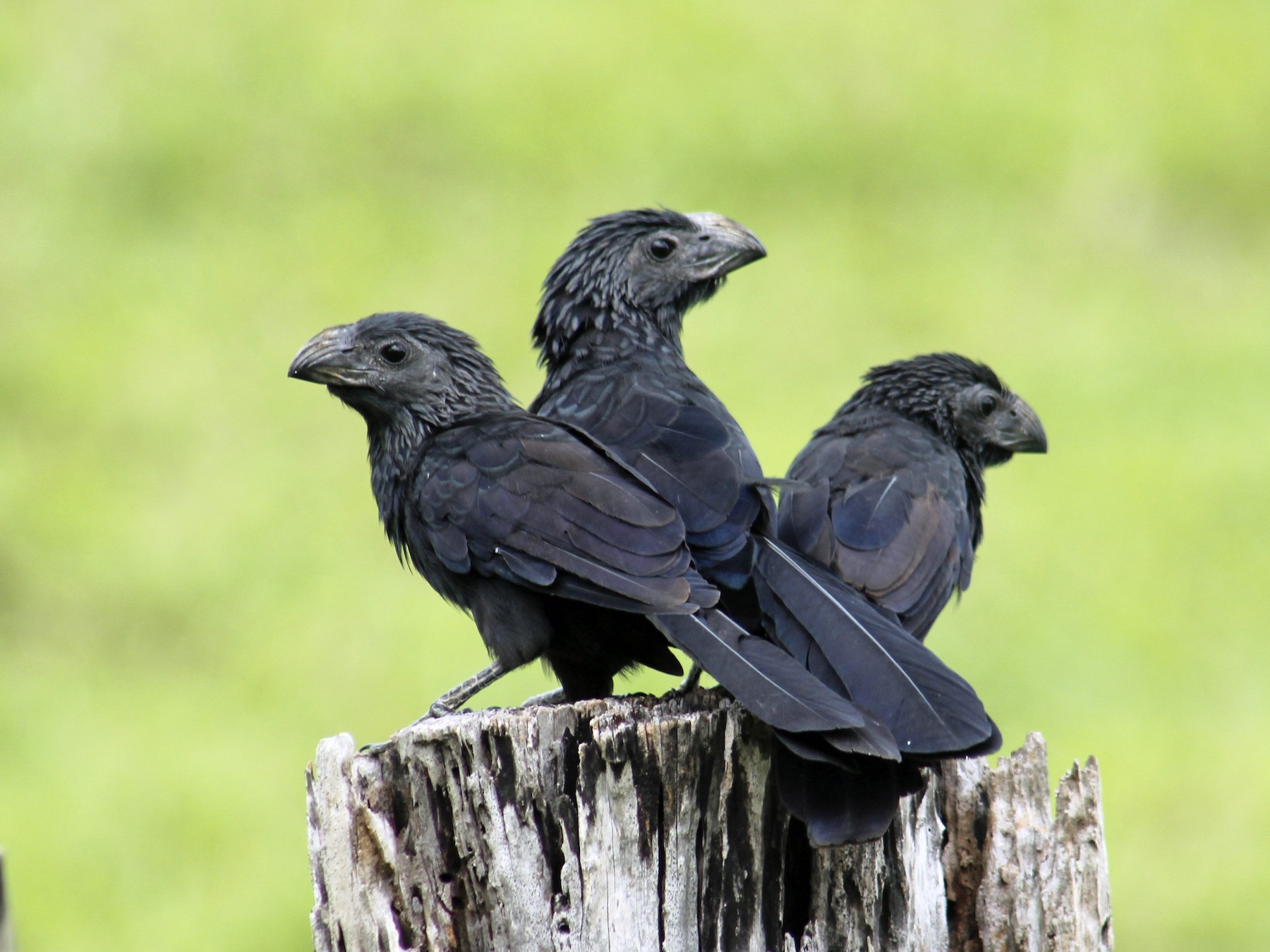 Groove-billed Ani - eBird
