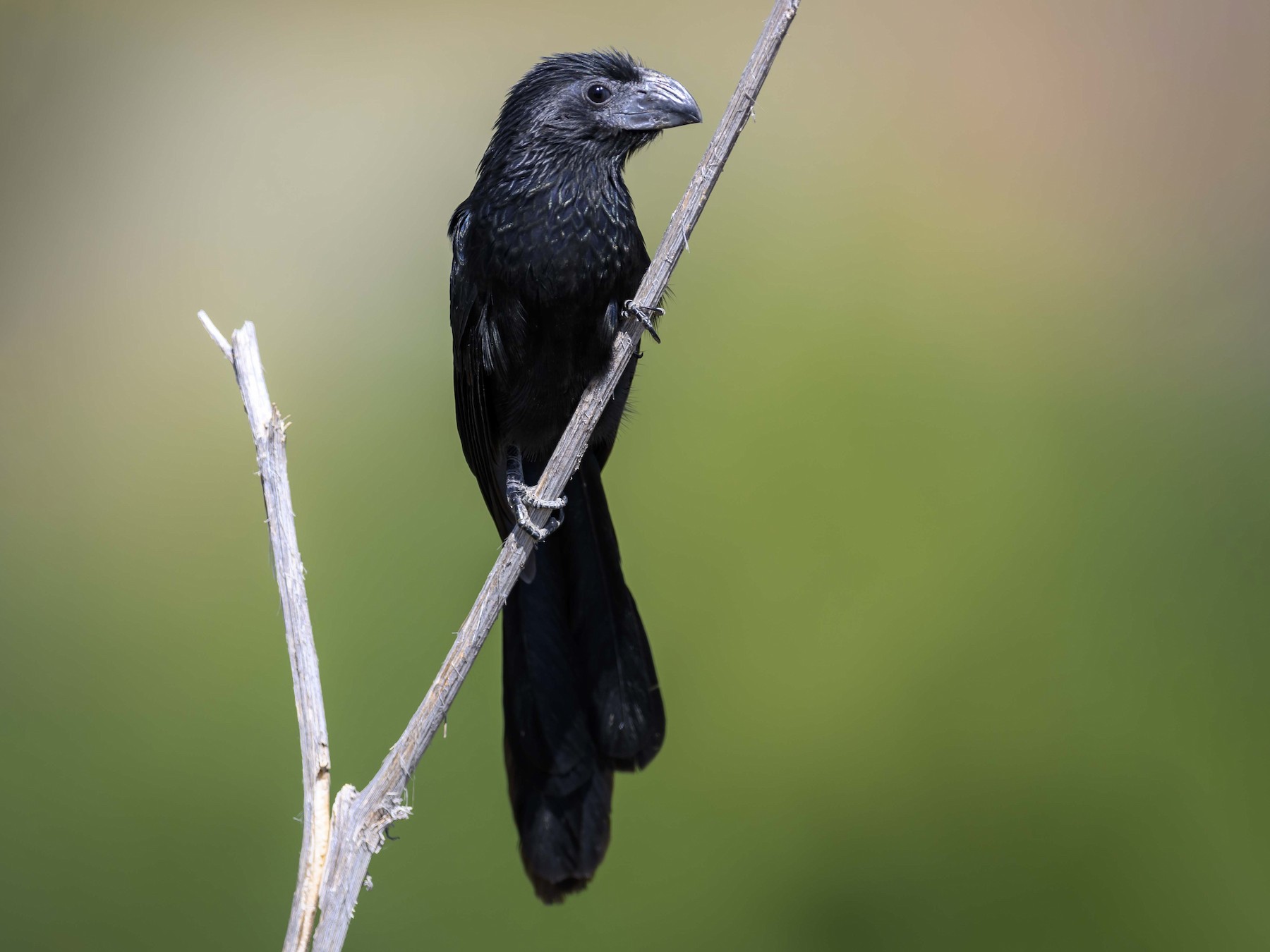 Groove-billed Ani - eBird
