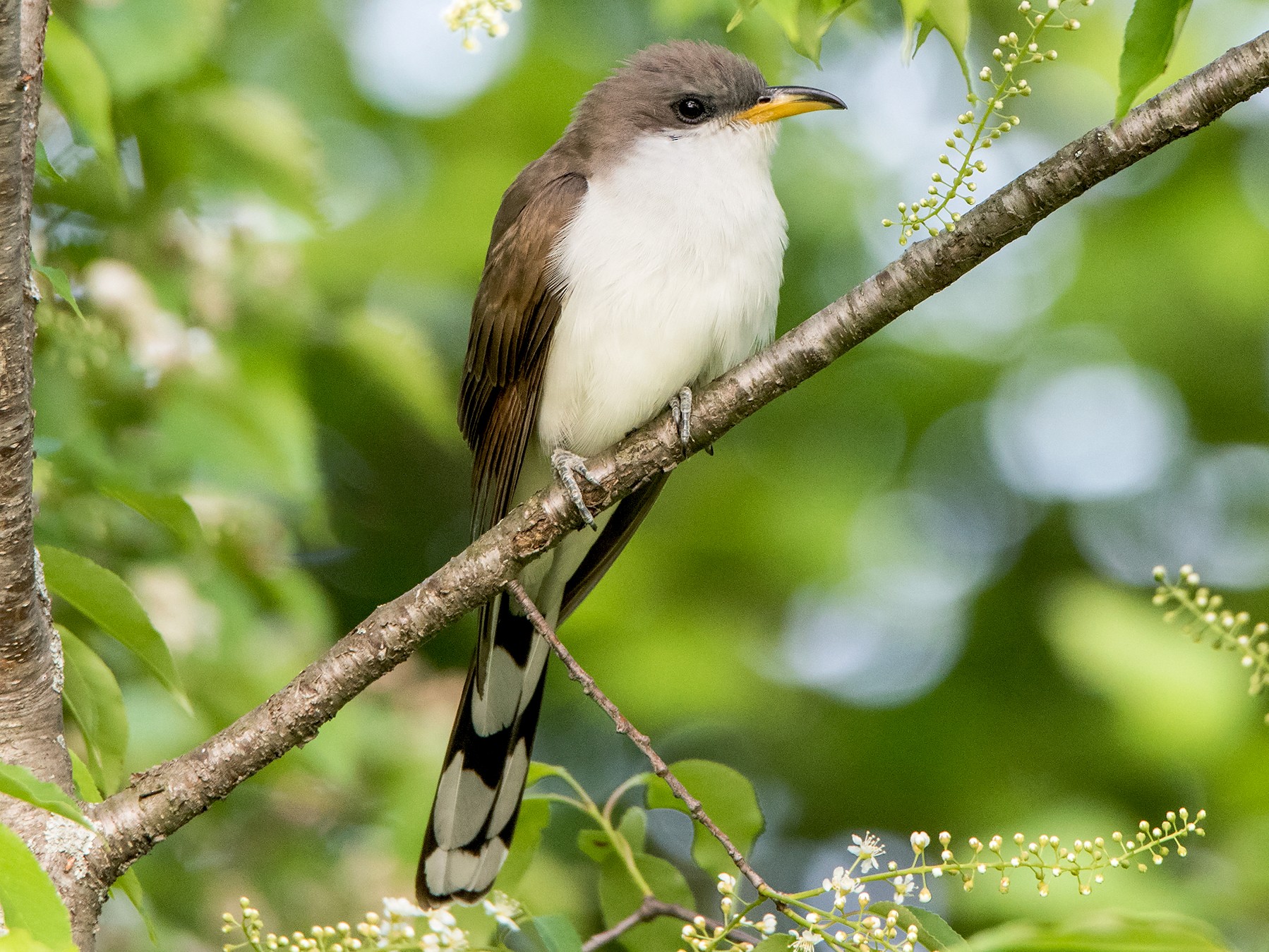 Yellow-billed Cuckoo - eBird