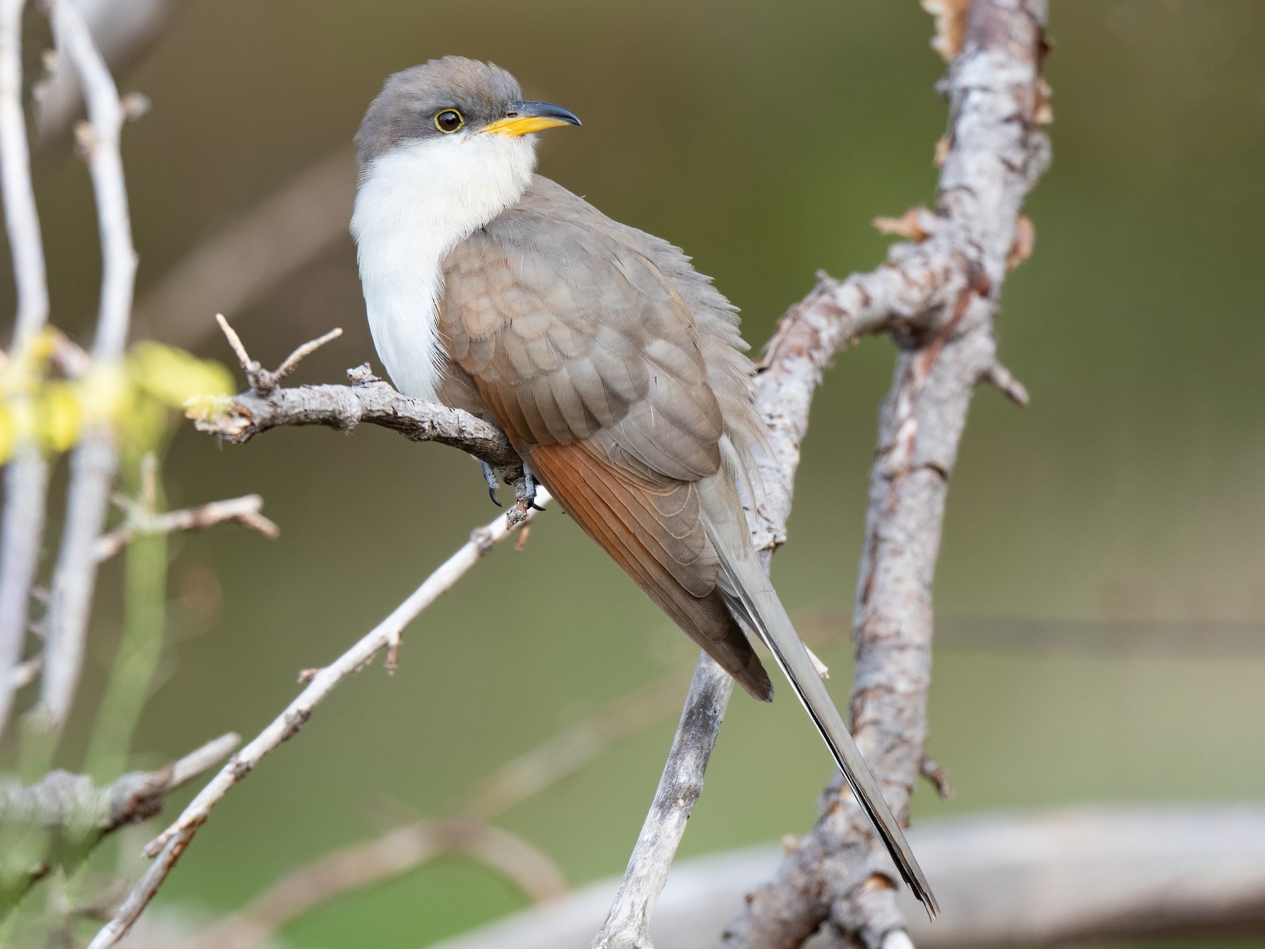 Yellow Billed Cuckoo Call cuckoo - definition, etymology and usage ...