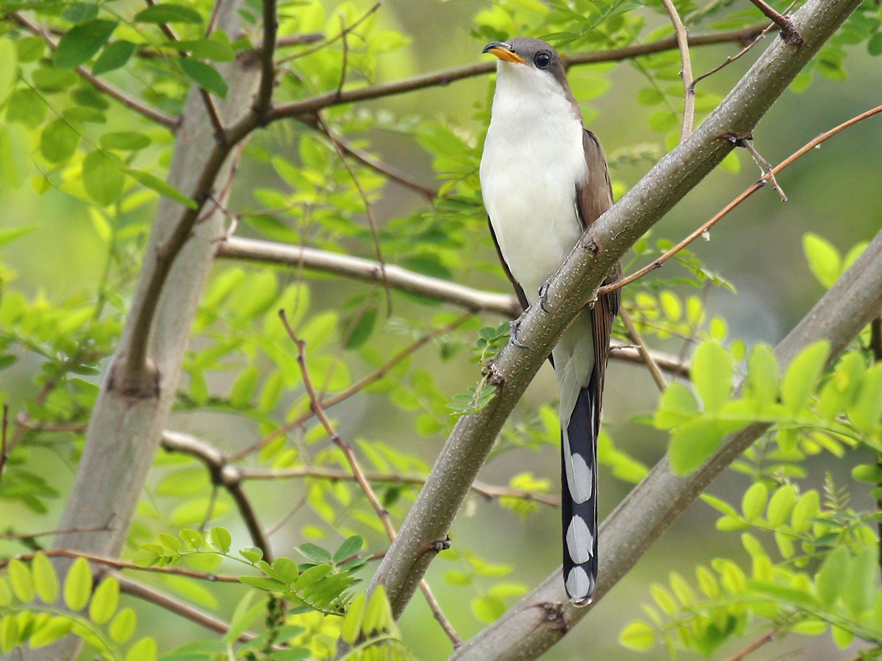 Yellow Billed Cuckoo Call cuckoo - definition, etymology and usage ...