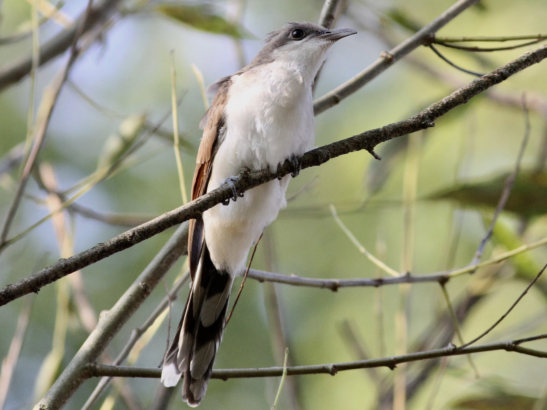 Yellow-billed Cuckoo - eBird