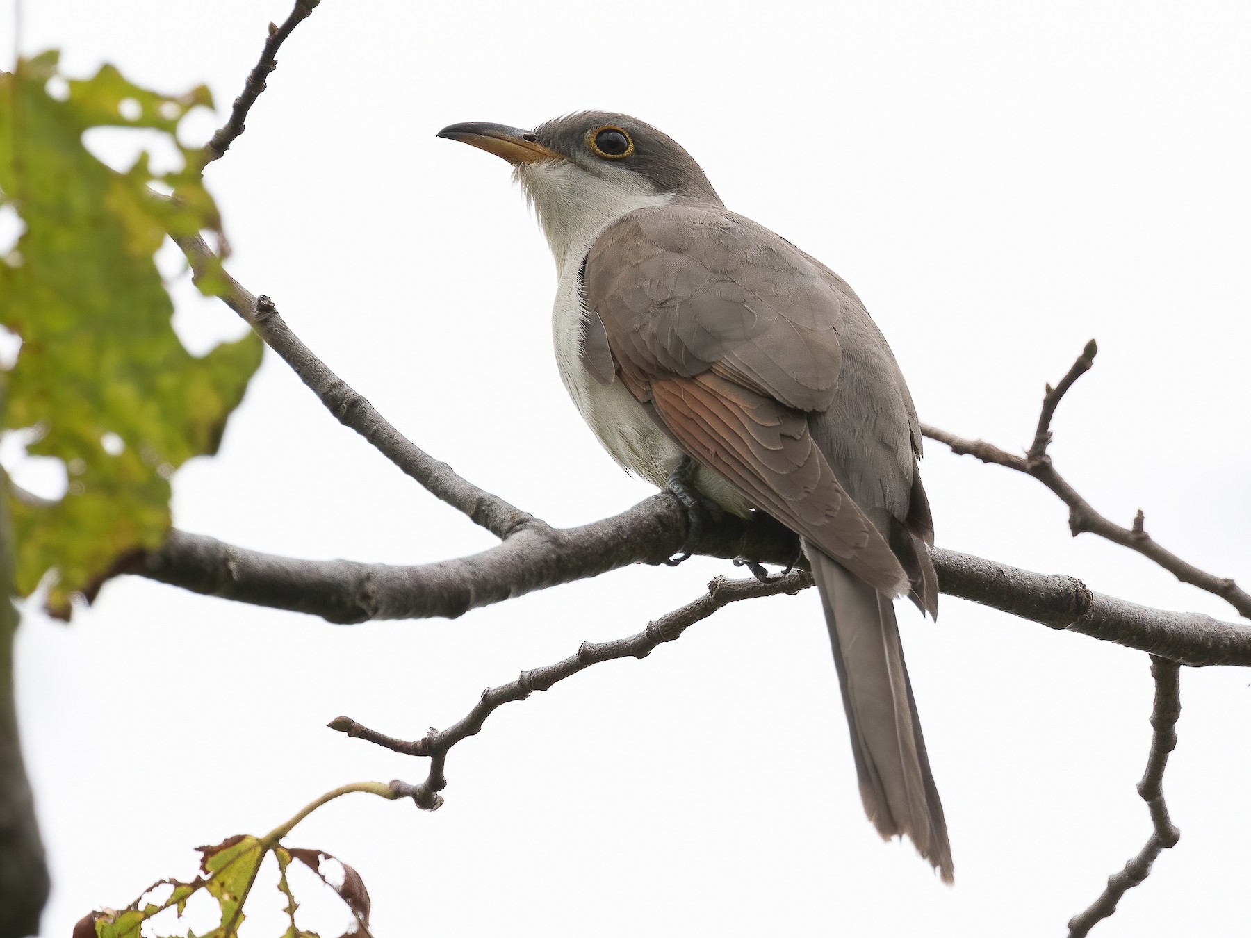 Yellow-billed Cuckoo - eBird