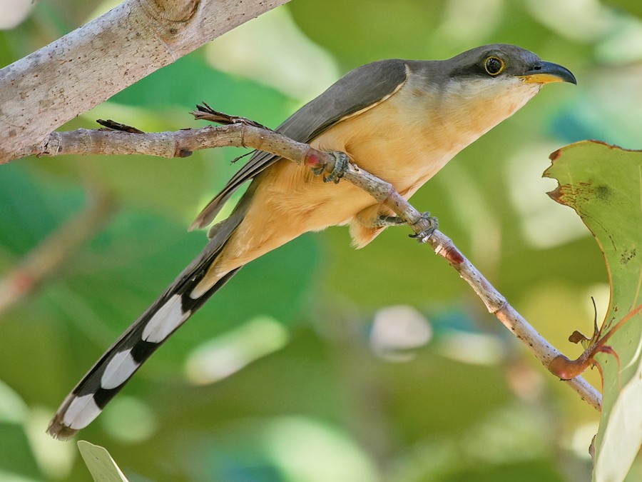 Mangrove Cuckoo - eBird