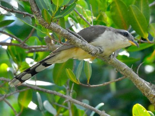 Mangrove Cuckoo - eBird