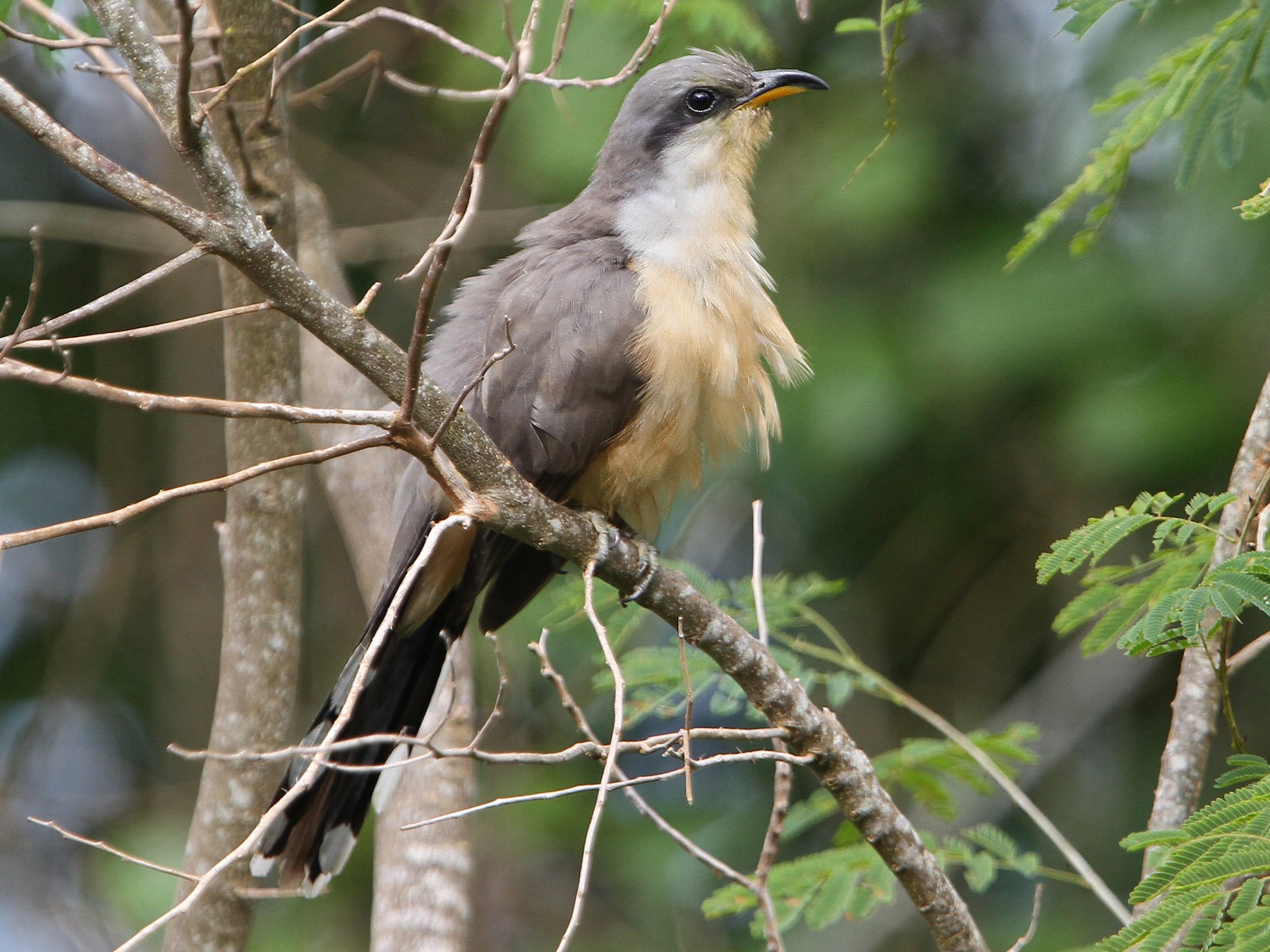 Mangrove Cuckoo - eBird
