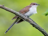 Black-billed Cuckoo - Range map: Post-breeding migration - eBird Status ...