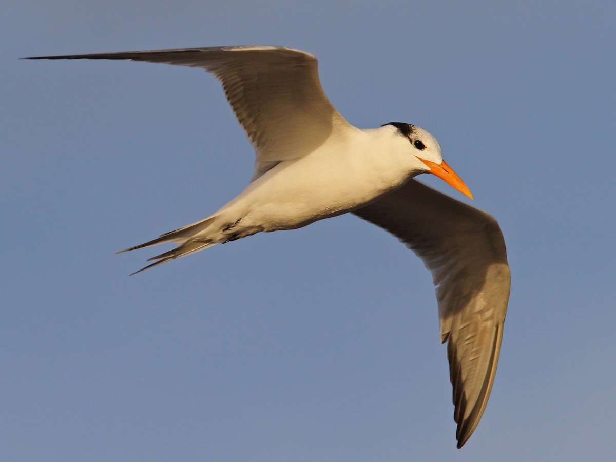 Royal Tern - Thalasseus maximus - Birds of the World
