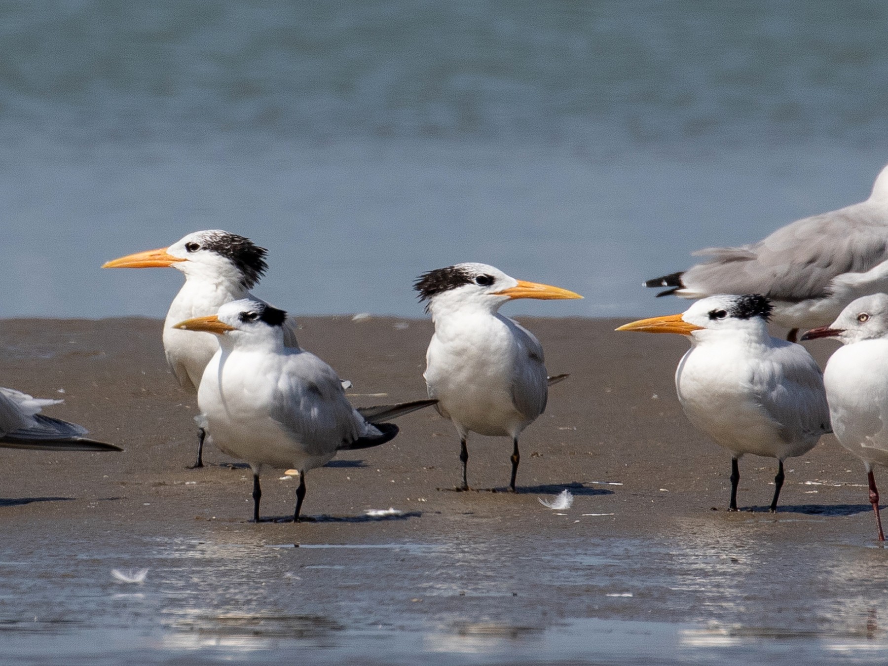 West African Crested Tern - eBird