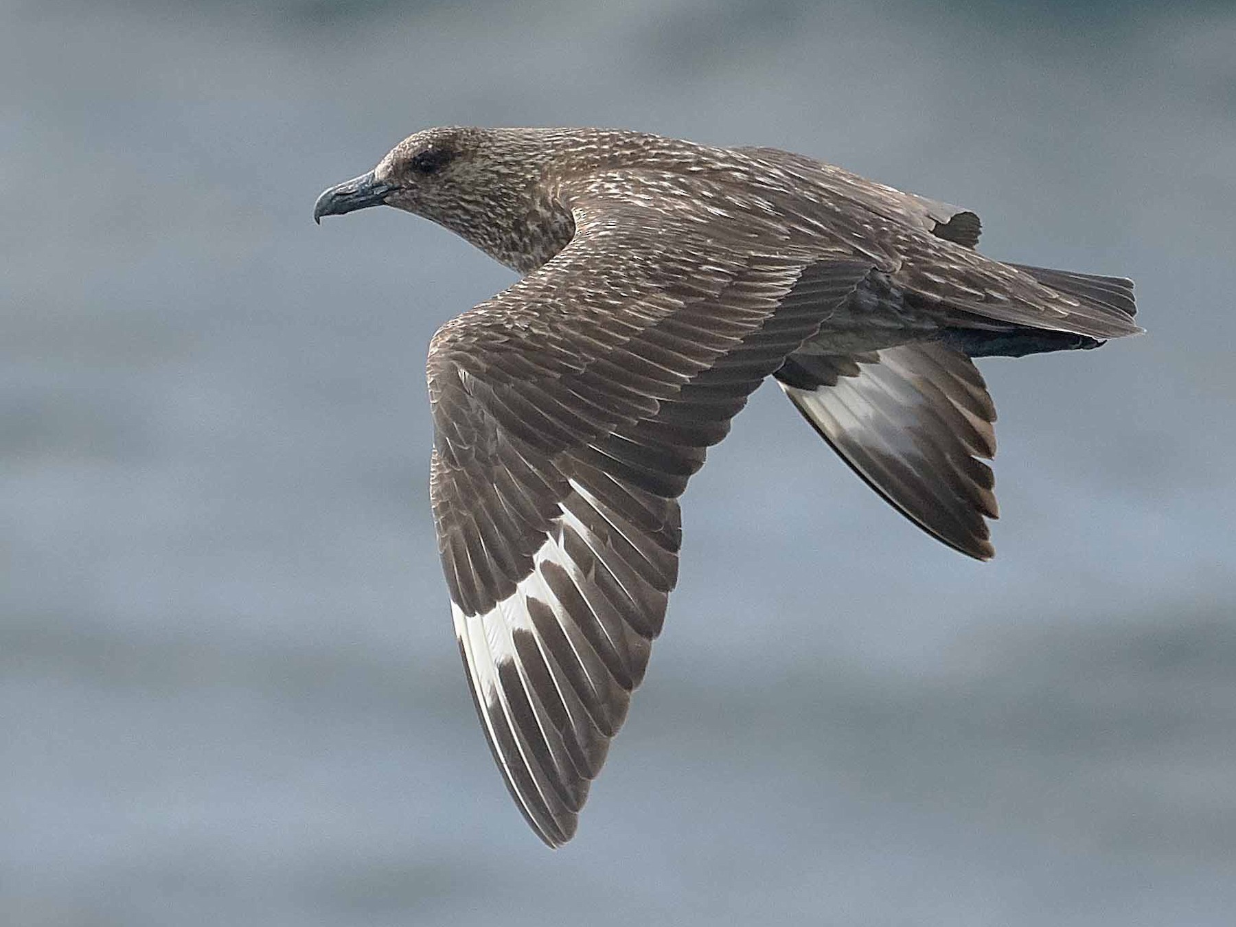 Great Skua - eBird