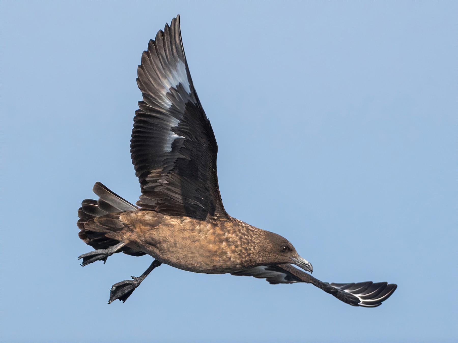 Great Skua - eBird
