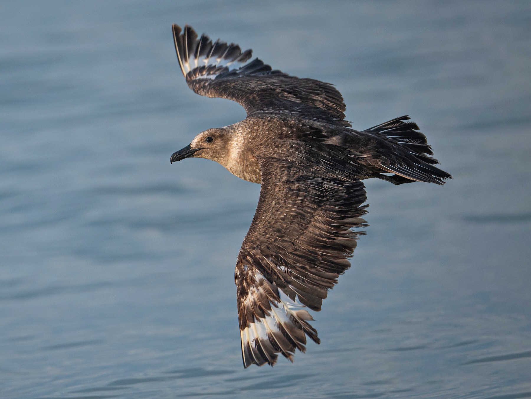 South Polar Skua - eBird