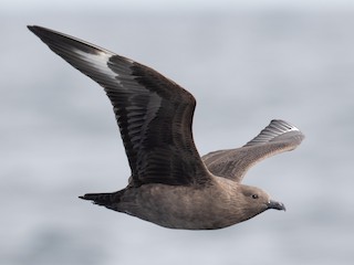 South Polar Skua - eBird