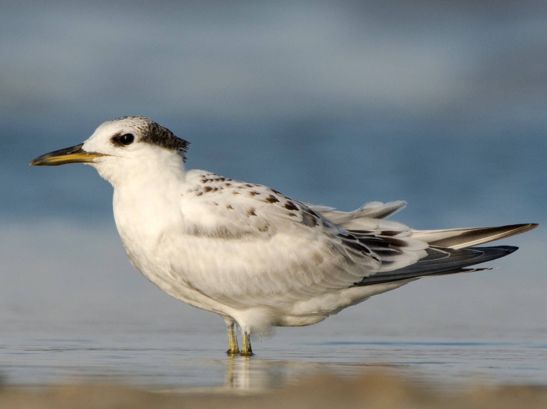 Charrán de Sandwich - eBird