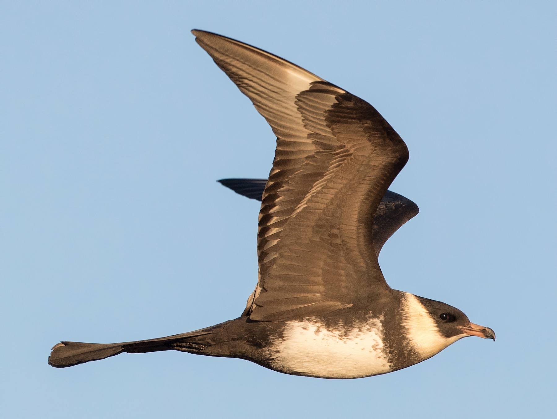 Pomarine Jaeger Juvenile