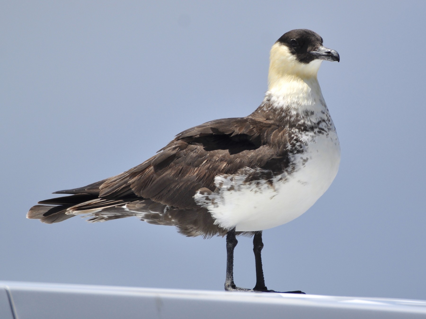 Pomarine Jaeger Juvenile