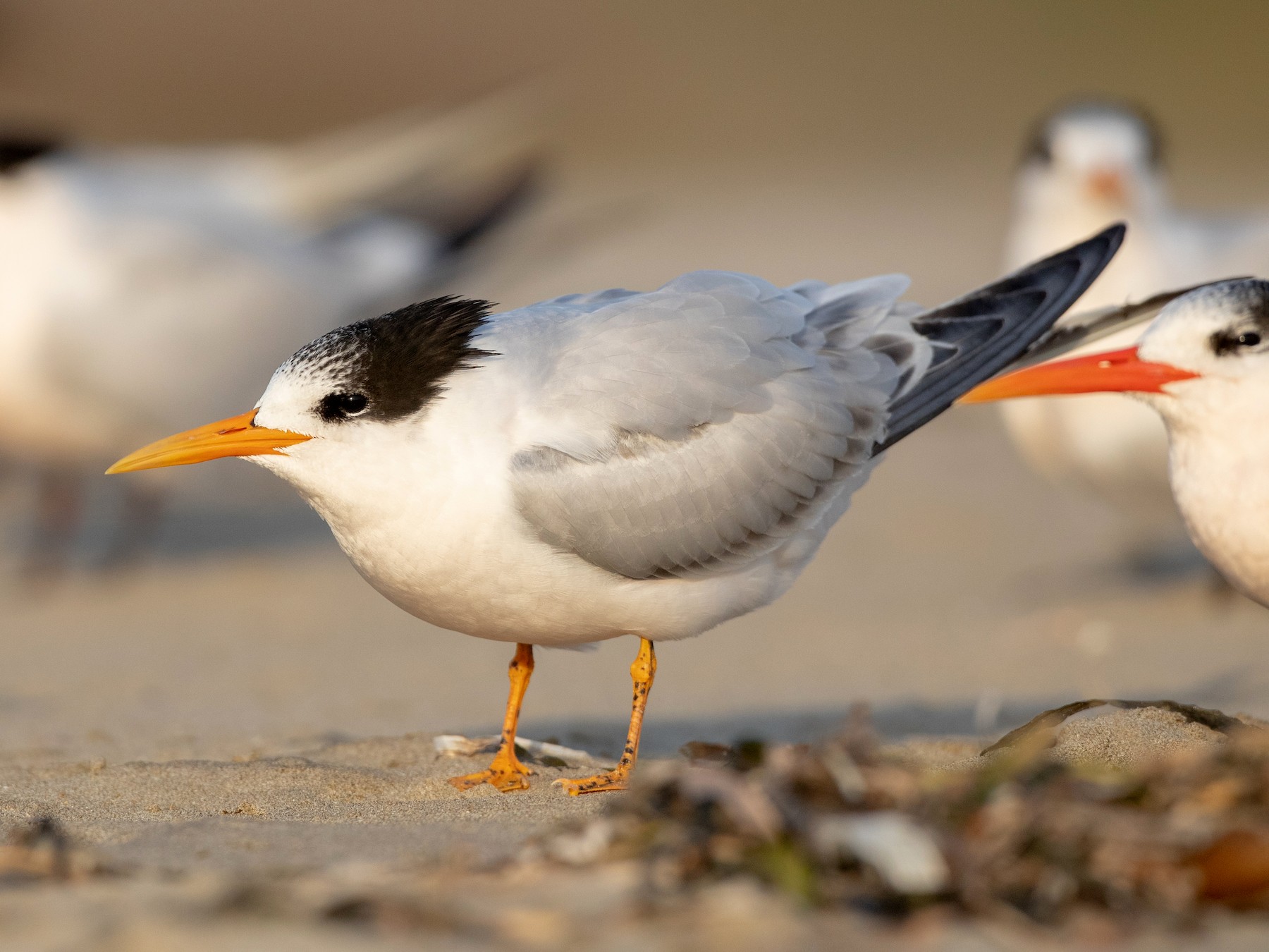 Elegant Tern - eBird