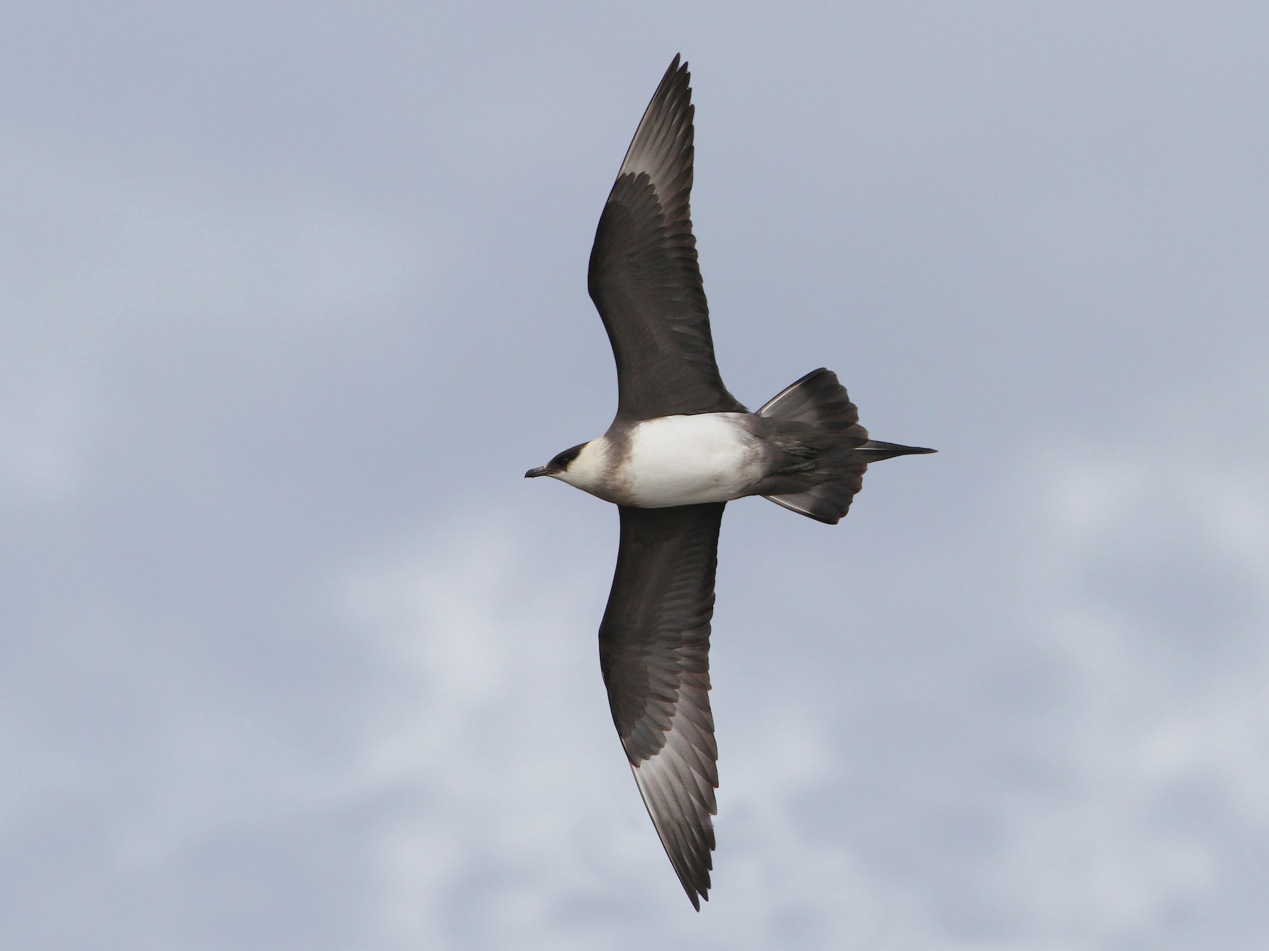 Parasitic Jaeger - eBird