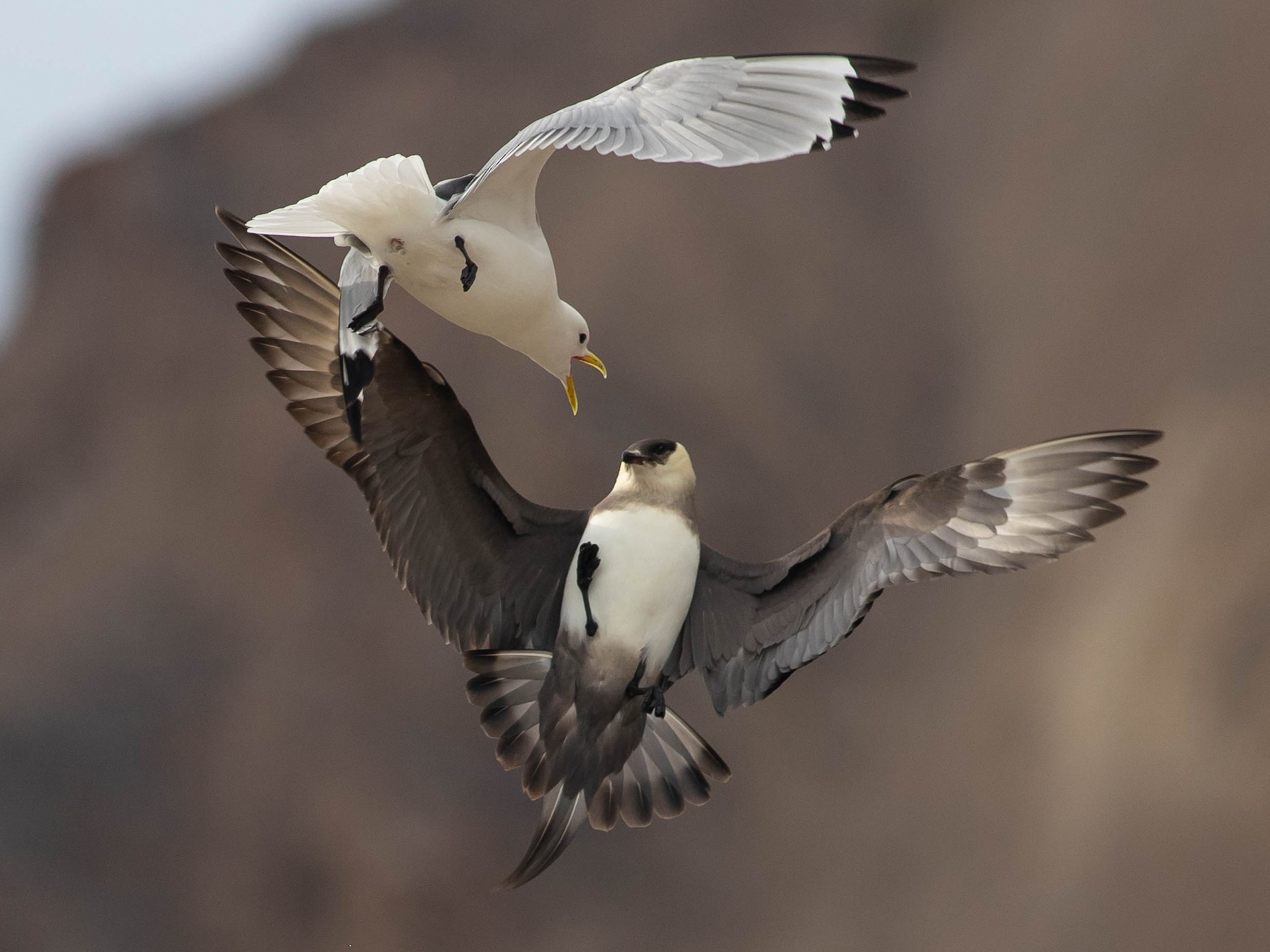 Parasitic Jaeger - eBird